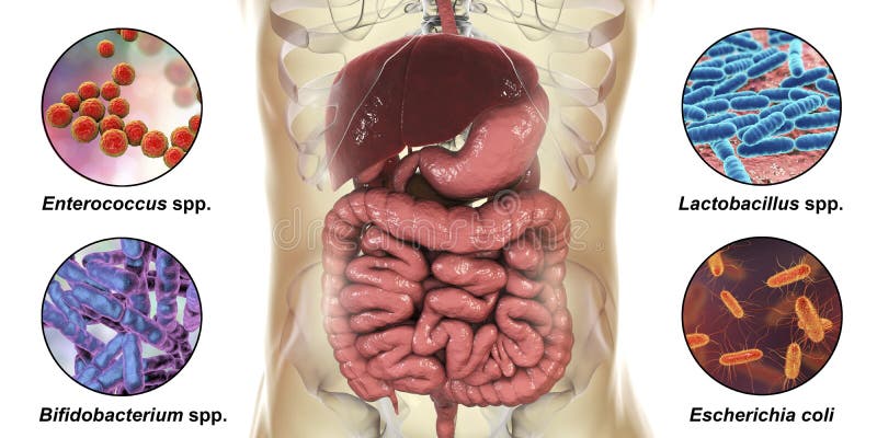 Intestinal Microbiome, Bacteria Colonizing Different Parts of Digestive ...