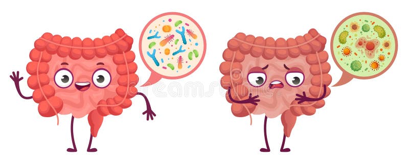 Intestinal Microflora. Digestive System Care, Intestinal Bacterias and ...