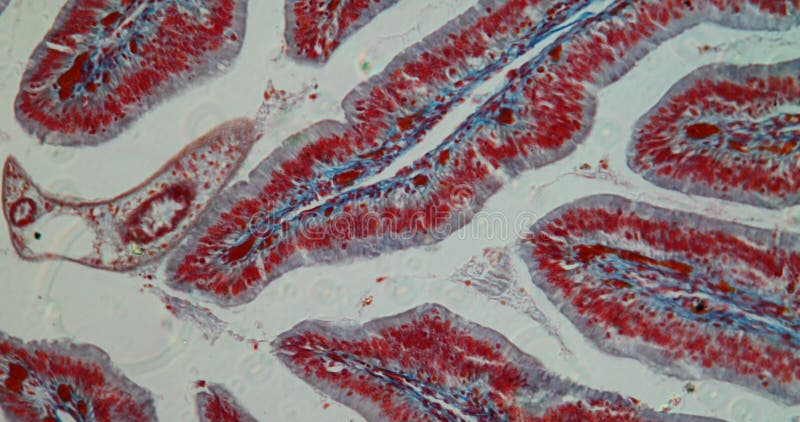 Intestinal tissue stock video. Video of digestion, transmitted - 204575027