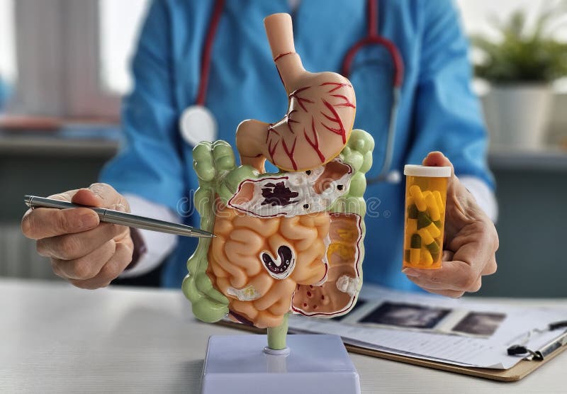 Intestinal Tract and Tablets in the Hands of Doctor with Model of ...