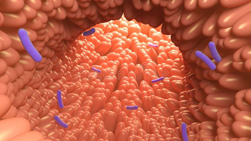 Intestinal Villi and Bacteria. Human Intestine Stock Illustration ...