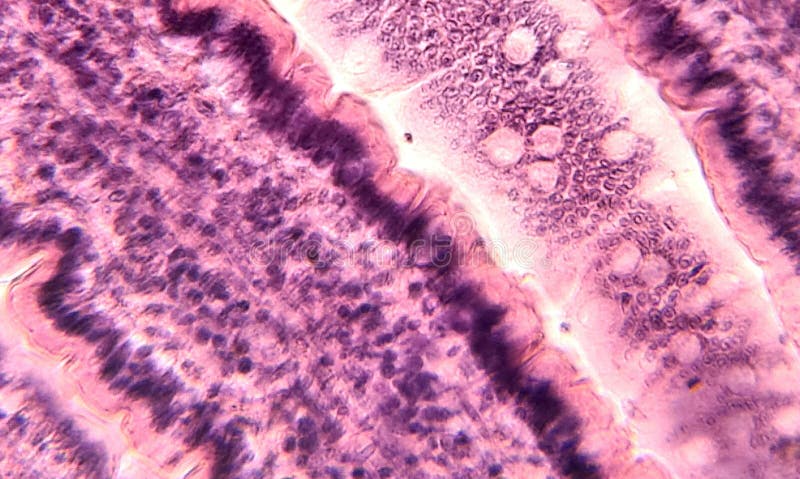 Intestinal Villi Under a Microscope Stock Image - Image of epithelial ...