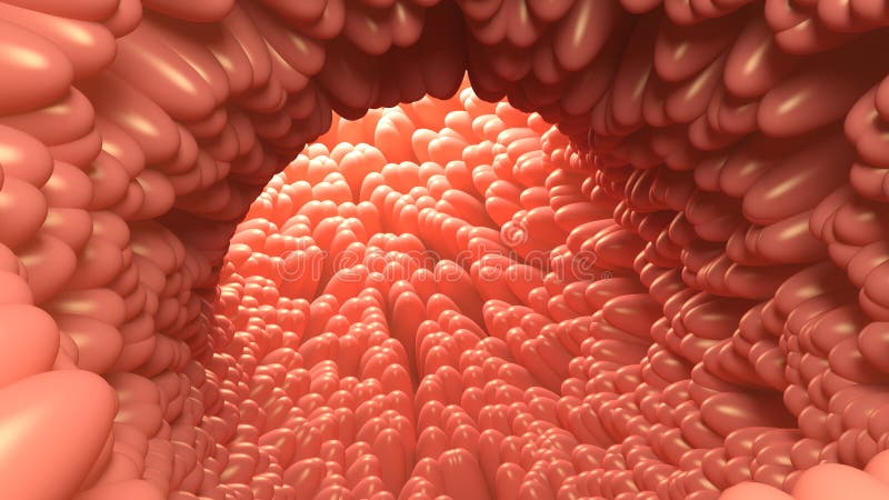 Intestinal Villi. Human Intestine Stock Illustration - Illustration of ...