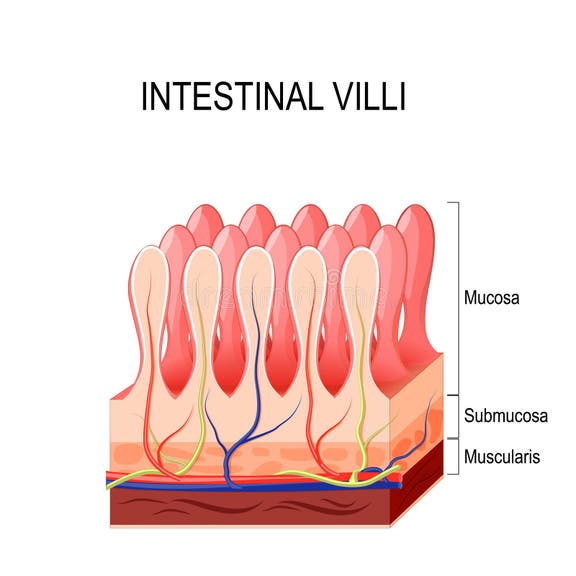 Intestinal Microvilli Stock Illustrations – 349 Intestinal Microvilli ...