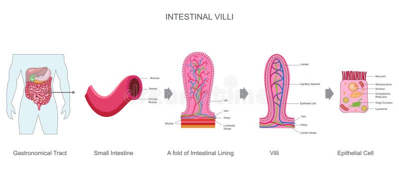Intestinal Villi are Tiny Projections that Boost Nutrient Absorption in ...