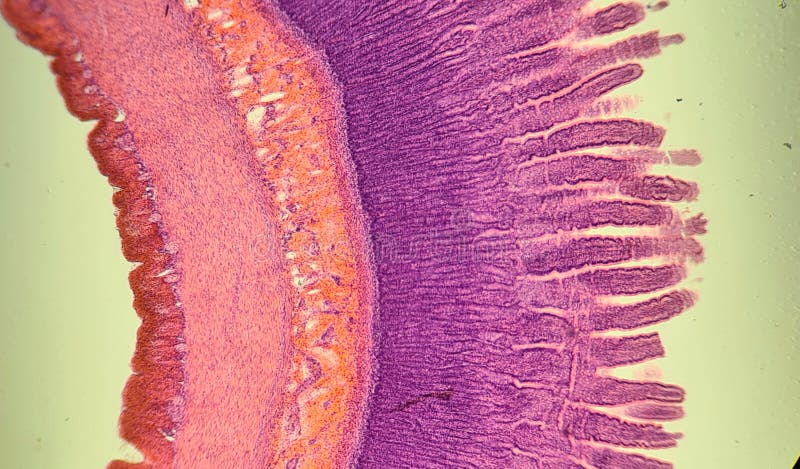Intestinal Villi Under a Microscope Stock Photo - Image of microscope ...