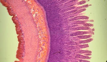 Intestinal Villi Under a Microscope Stock Photo - Image of microscope ...