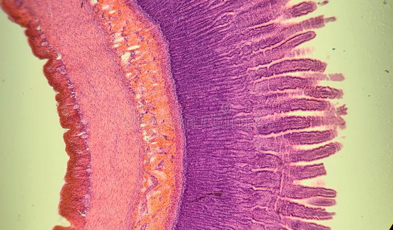 Intestinal Villi Under a Microscope Stock Photo - Image of microscope ...
