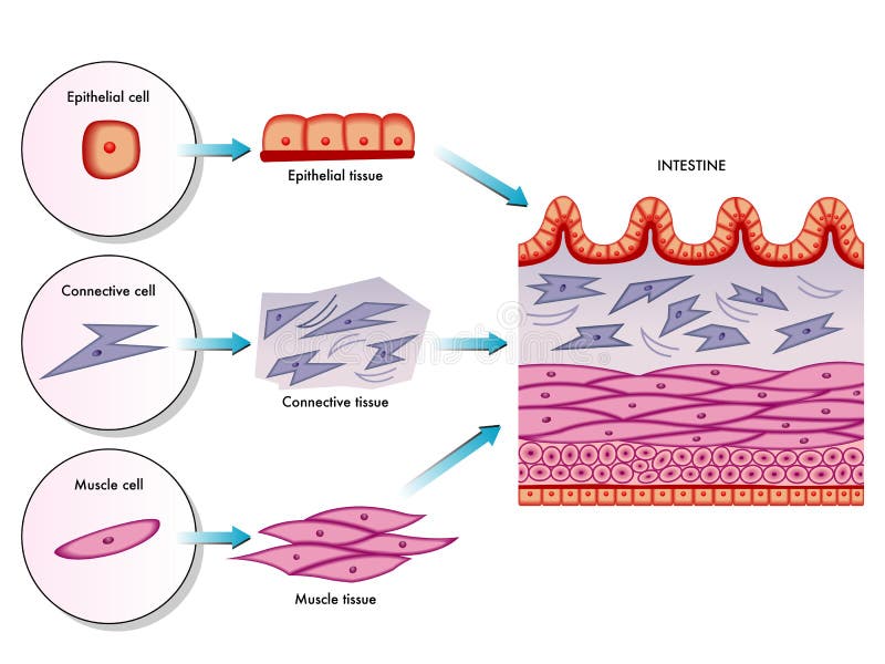 Intestinal wall cells stock vector. Illustration of intestinal - 25962617