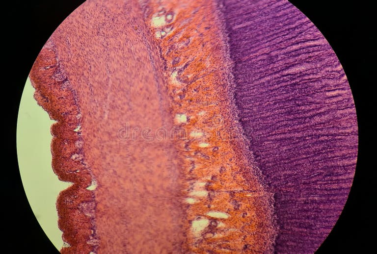 Intestinal Wall Under a Microscope, Permanent Preparation Stock Image ...