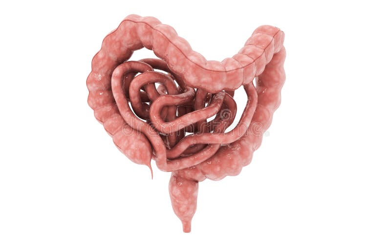 Intestine stock image. Image of canal, animals, color - 29462109