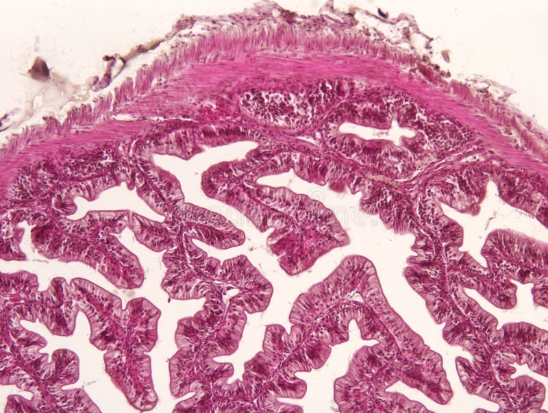 Animal Tissue Samples Under the Microscope. Stock Photo - Image of ...