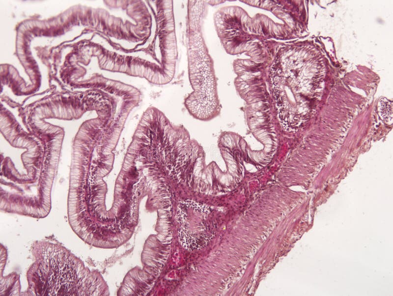 Intestine animal tissue stock image. Image of medical - 89484869