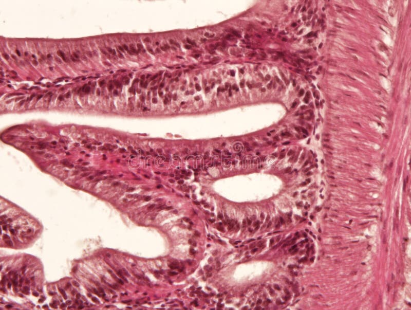 Intestine animal tissue stock photo. Image of celiac - 89484902
