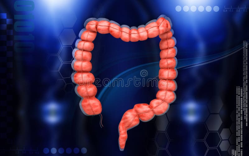 Intestine stock illustration. Illustration of large, small - 35801984