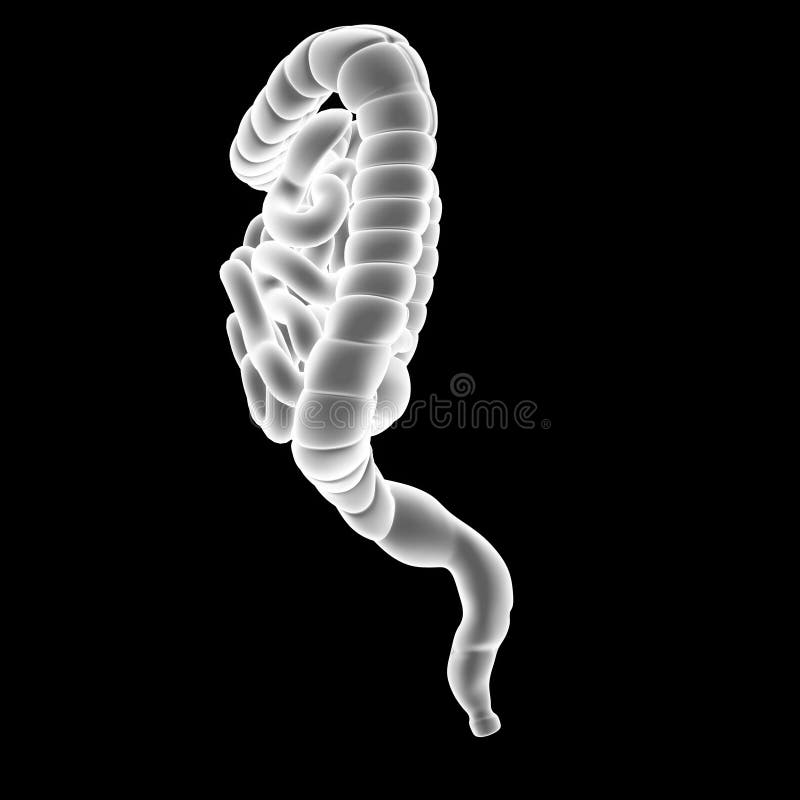 Intestine Lateral view stock illustration. Illustration of duodenum ...