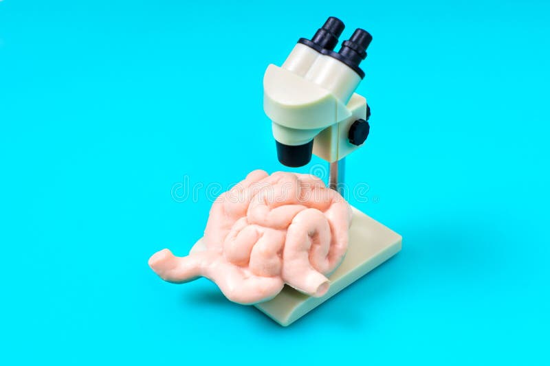 Intestine Model Displayed Under Microscope for Clarity Stock Image ...
