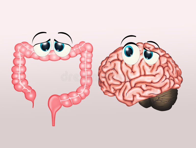 The Intestine is the Second Brain Stock Illustration - Illustration of ...