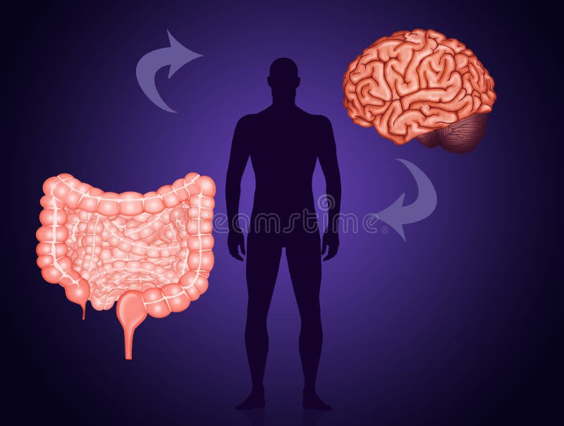 The Intestine is the Second Brain Stock Illustration - Illustration of ...