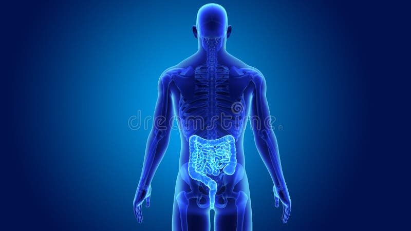 Human Gastrointestinal Tract on a Green Background. Stomach and ...