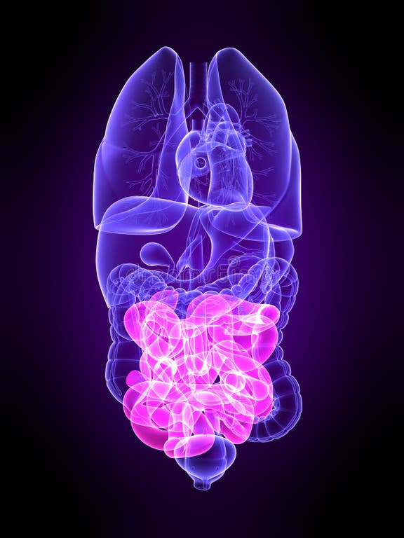 Bladder Intestines Stock Illustrations – 658 Bladder Intestines Stock ...