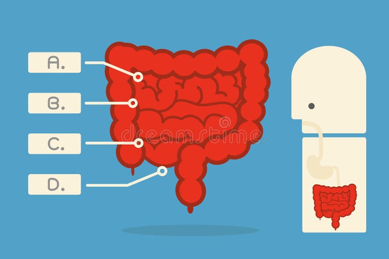 Inside Intestines Stock Illustrations – 451 Inside Intestines Stock ...