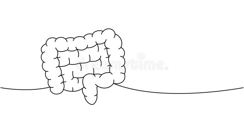 Intestines One Line Continuous Drawing. Human Internal Organ Continuous ...