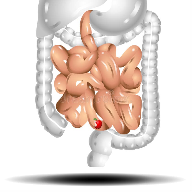 Realistic Human Small Intestine Isolated on White Background. Stock ...