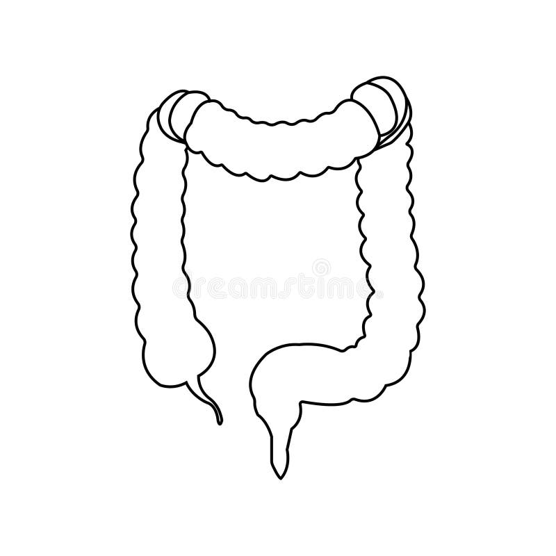 Intestines icon stock vector. Illustration of anatomical - 283031768