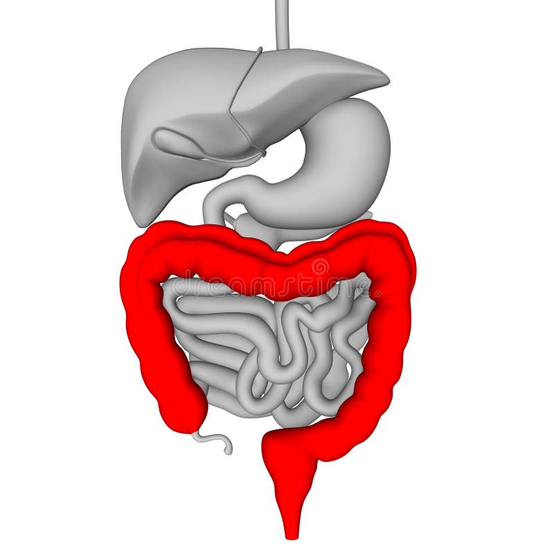 Sistema Digestivo Intestino Grande Ilustraciones Stock, Vectores, Y ...