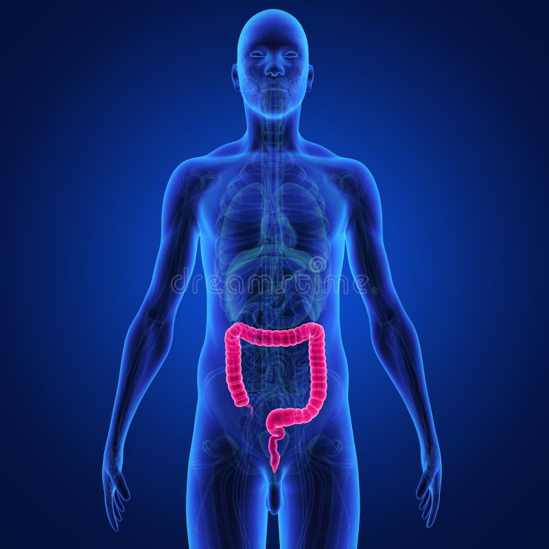 Intestino grande stock de ilustración. Ilustración de colon - 46119589