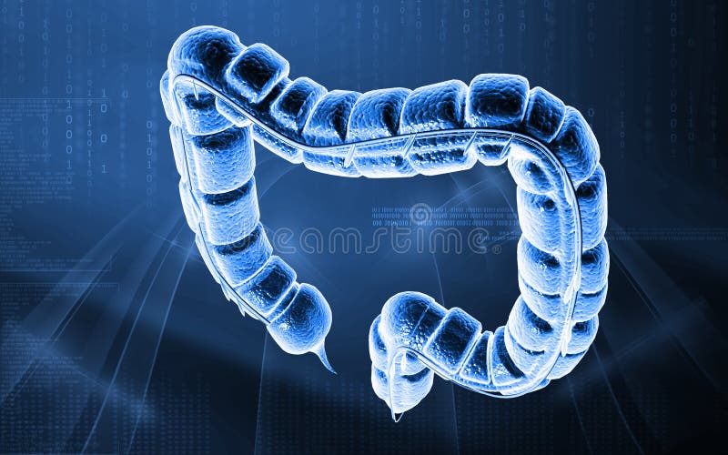 Intestino grande stock de ilustración. Ilustración de objeto - 47609567