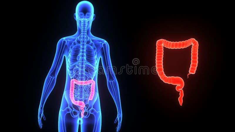 Intestino Grueso Con El Cuerpo Metrajes - Vídeo de medicina, esqueleto ...