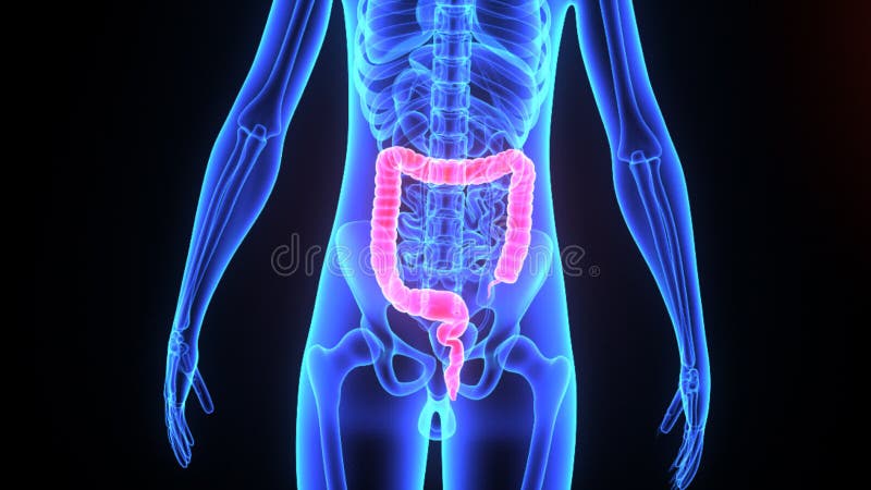 Intestino Grueso 3d Ilustración Anatomía Del Sistema Digestivo Humano ...