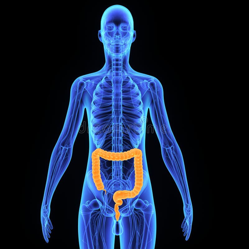 Intestino Grueso Con La Visión Anterior Esquelética Stock de ...