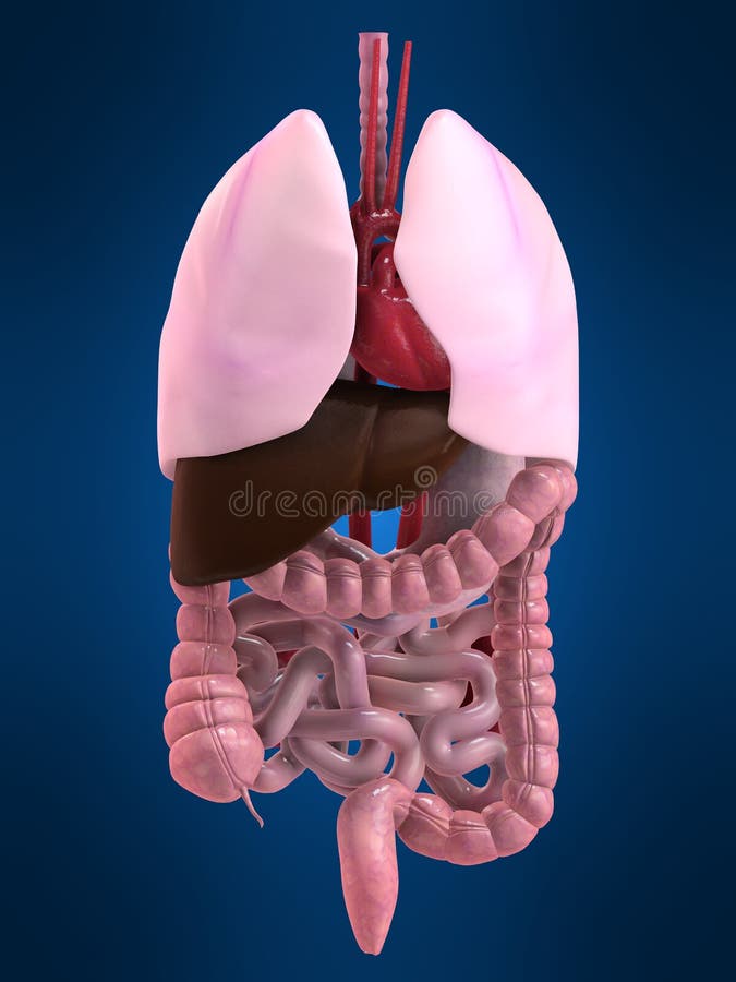 Intestinos humanos ilustração stock. Ilustração de biologia - 2462955