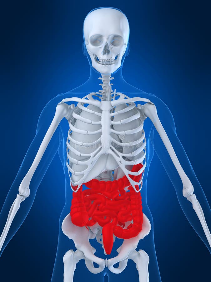 Intestinos humanos stock de ilustración. Ilustración de colon - 4196723