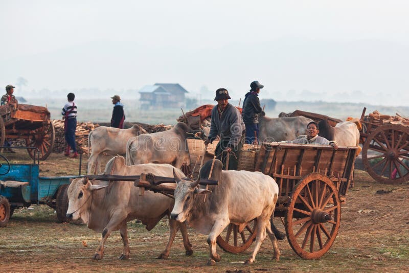 Intha Tribe Men with Harness of Draughts, Myanmar Editorial Image ...