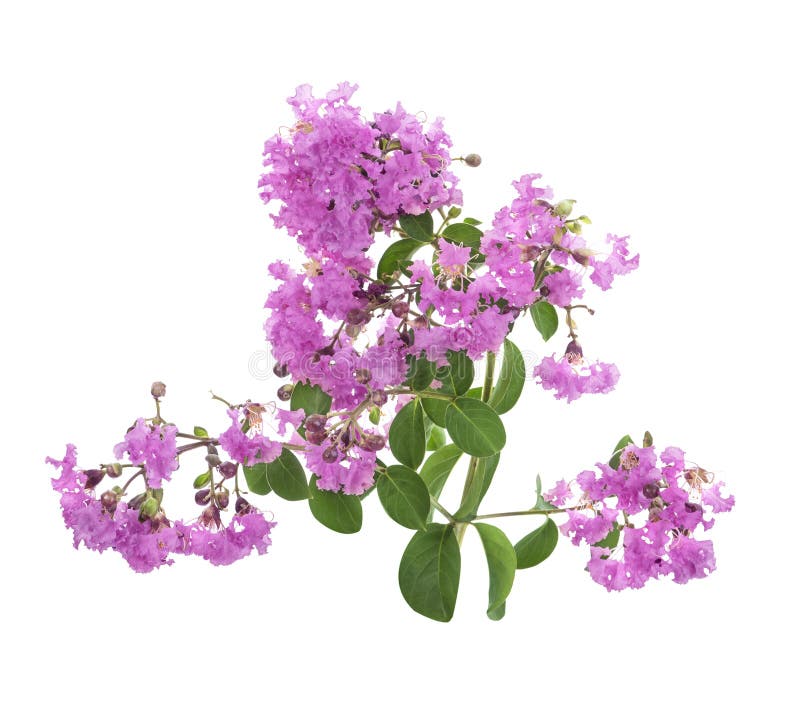 Inthanin Flower Isolated on White Background Stock Image - Image of ...