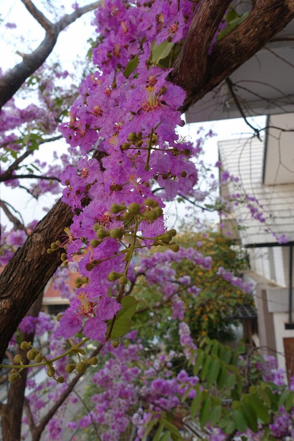 Inthanin Flowers or Queen Crape Myrtle Stock Photo - Image of inthanin ...