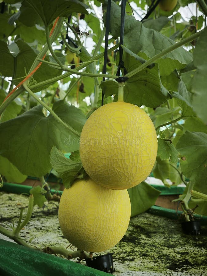 Inthanon Melon Fruit with Yellow Color Ready To Be Harvested Stock ...