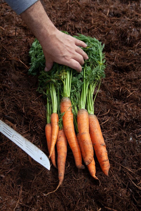 Intimate Close Up of Two Hands Embracing a Bundle of Freshly Harvested ...
