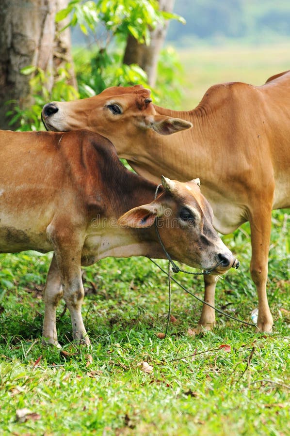 Intimate cow with love stock photo. Image of wrong, pasture - 19765004