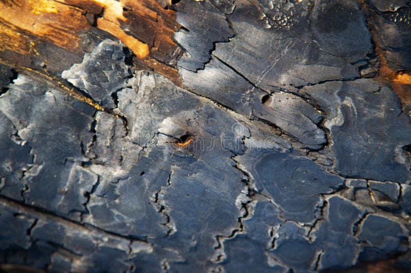 Burned Wood As a Background. Texture of a Burnt Tree. Stock Photo ...