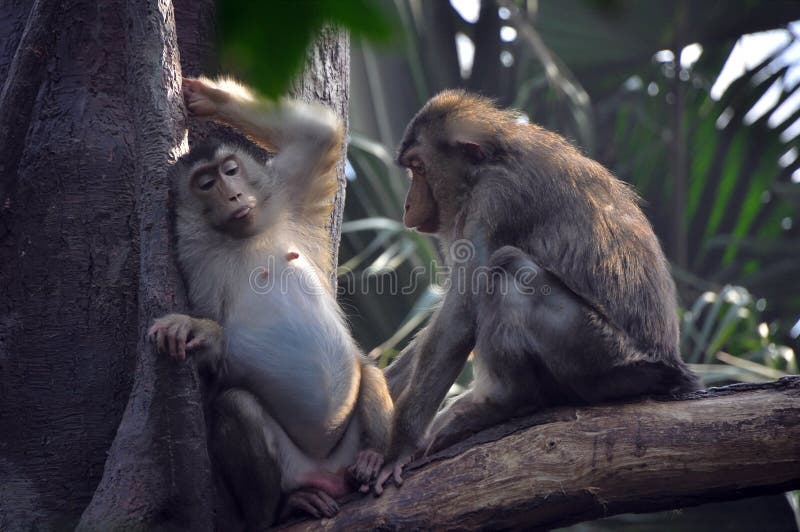 Intimate Relationship of Two Monkeys Stock Image - Image of furry ...