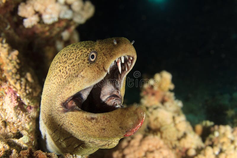 A Moray Eel Intimidates with Its Large Open Mouth. Stock Image - Image ...