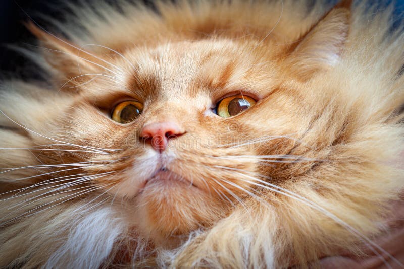 Intimidating looking man stock photo. Image of intimidate - 100942026