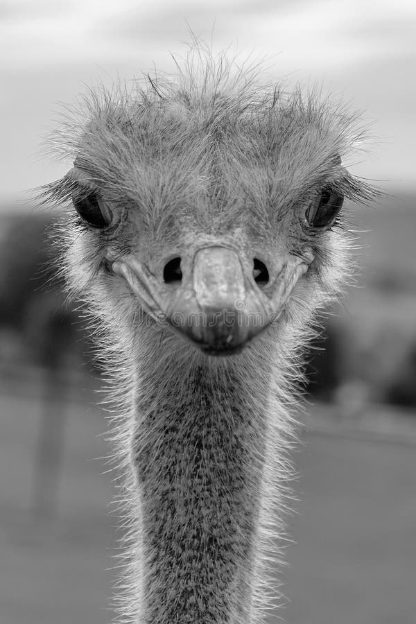 Intimidating hairy ostrich stock photo. Image of bird - 216859310