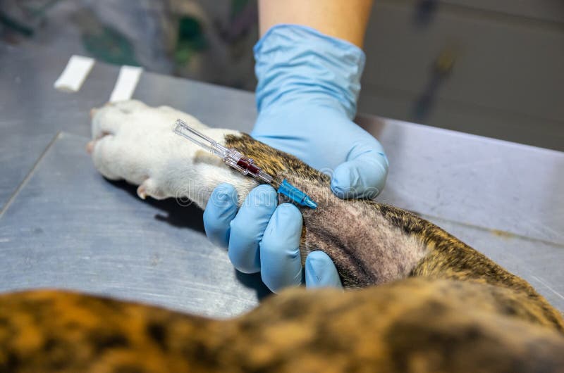 Intravenous Catheter in the Cephalic Vein of a Dog Stock Image - Image ...