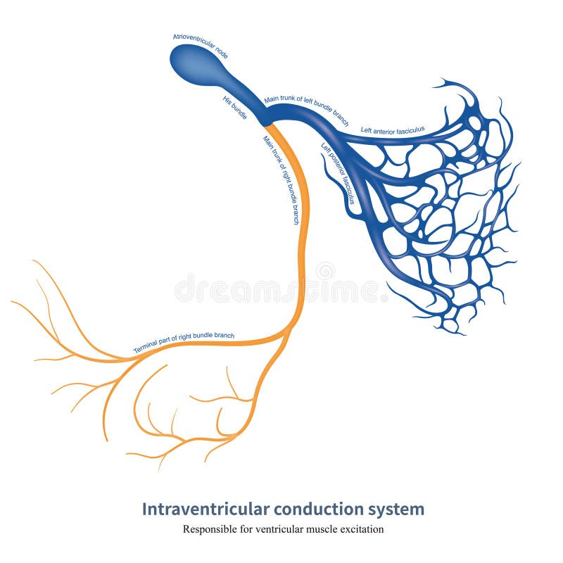Anterior Fascicle Stock Illustrations – 1 Anterior Fascicle Stock ...